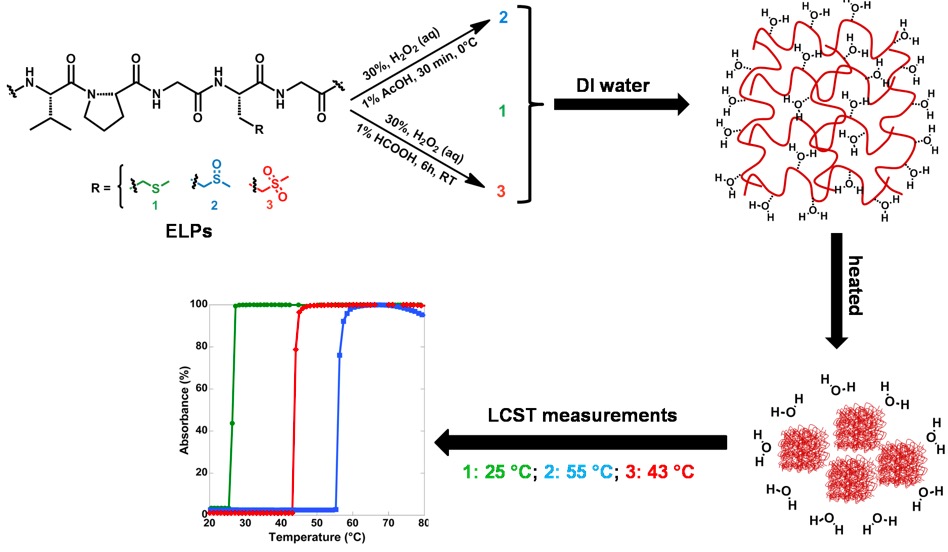Luxene’s comment on: Selective Tuning of Elastin-like Polypeptide ...